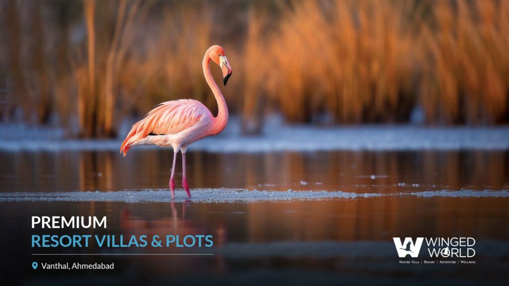 Winged World – Sarvatra